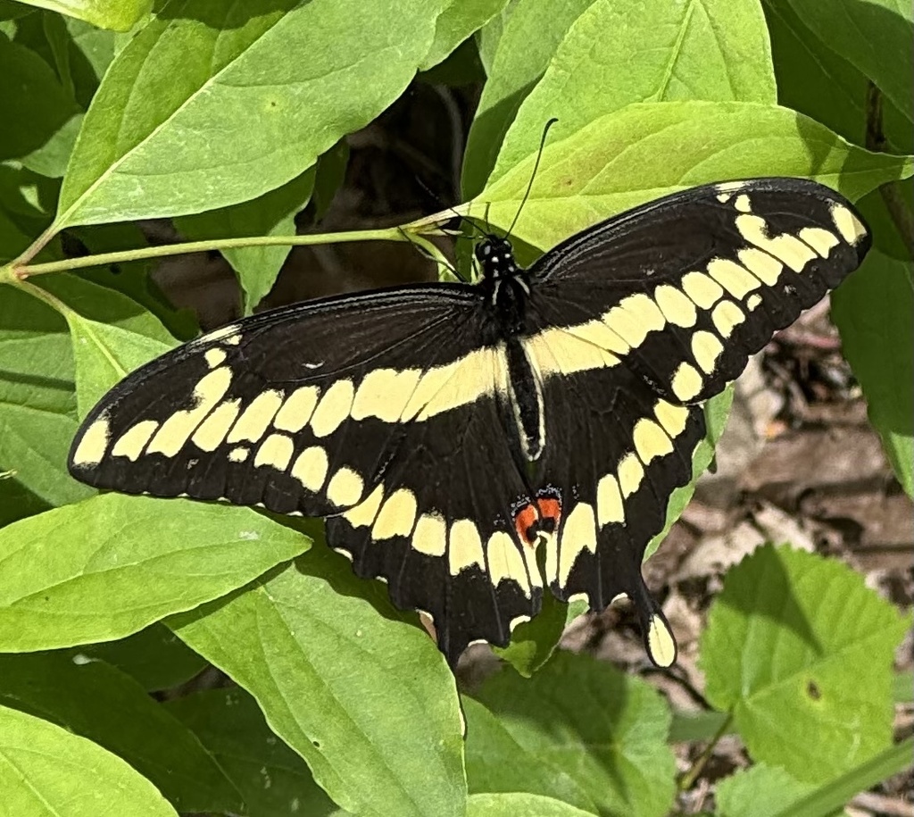 Eastern Giant Swallowtail from Lakeview Ave, Lambton Shores, ON, CA on ...