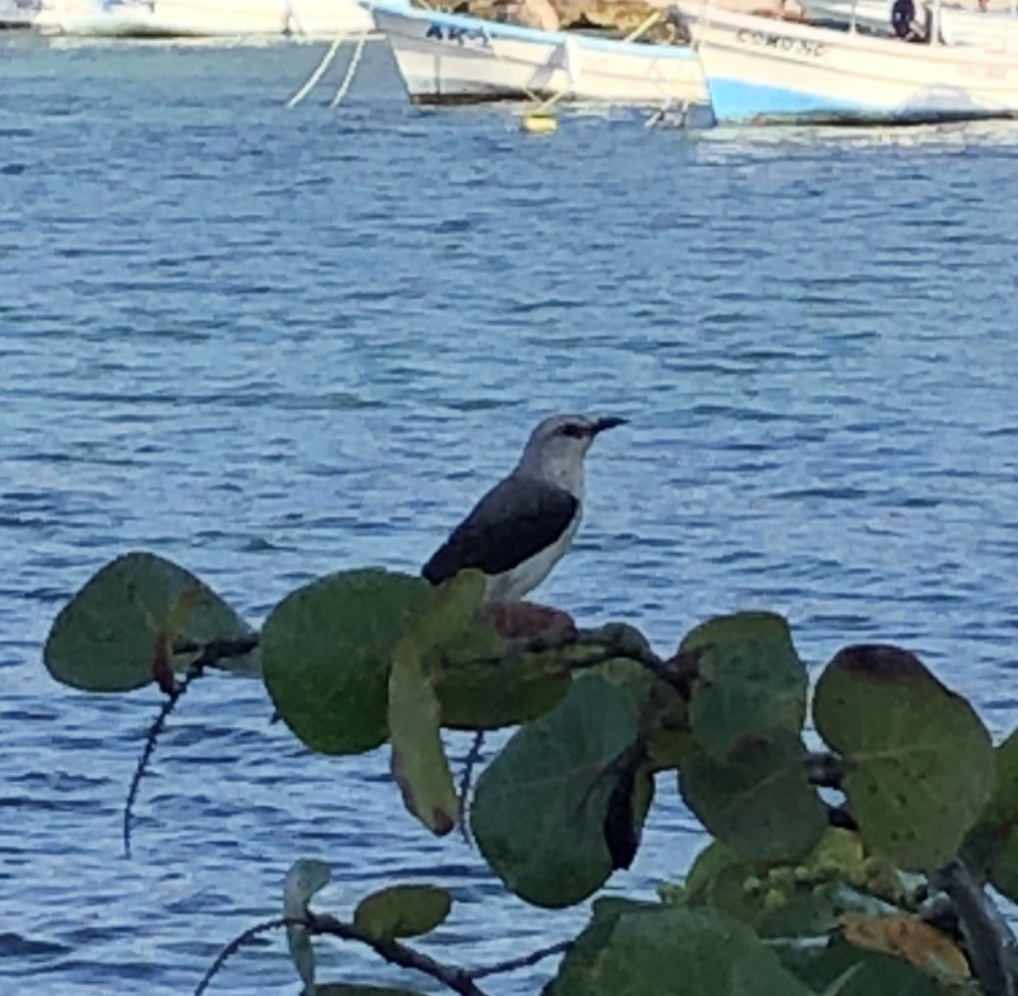 Tropical Mockingbird from MX on June 8, 2024 at 07:51 AM by Samantha Knight · iNaturalist
