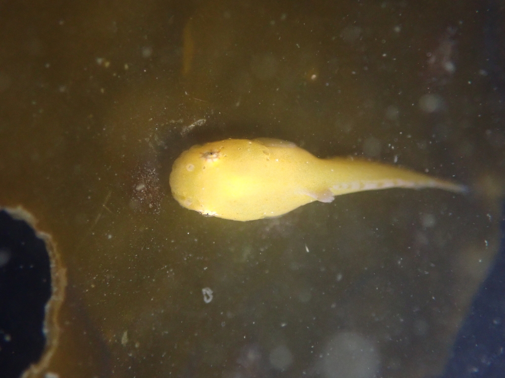 Tidepool Snailfish in June 2024 by Luan Roberts · iNaturalist