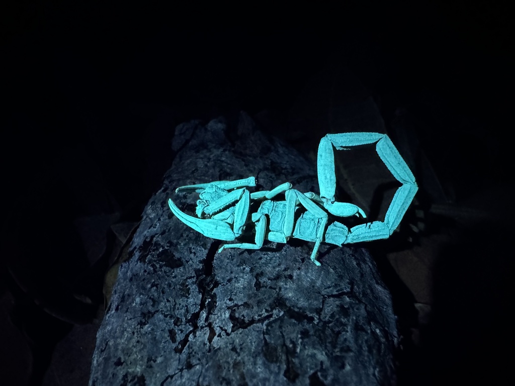 Slender Brown Scorpion from Calzada Ecosur, Othón P. Blanco, Q. Roo ...