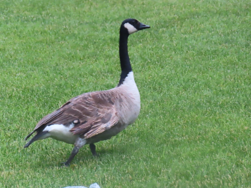 Canada Goose from Port Elgin, ON, Canada on June 8, 2024 at 06:50 PM by ...