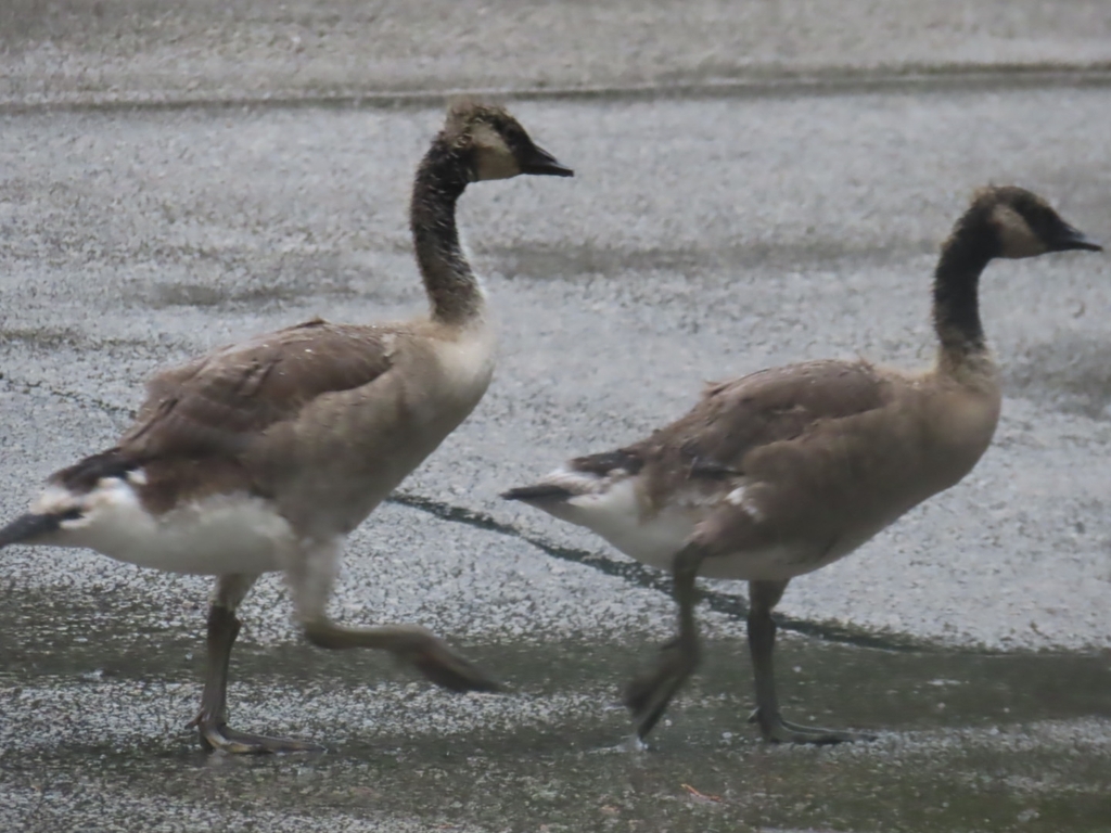 Canada Goose from Port Elgin, ON N0H 2C4, Canada on June 8, 2024 at 06: ...