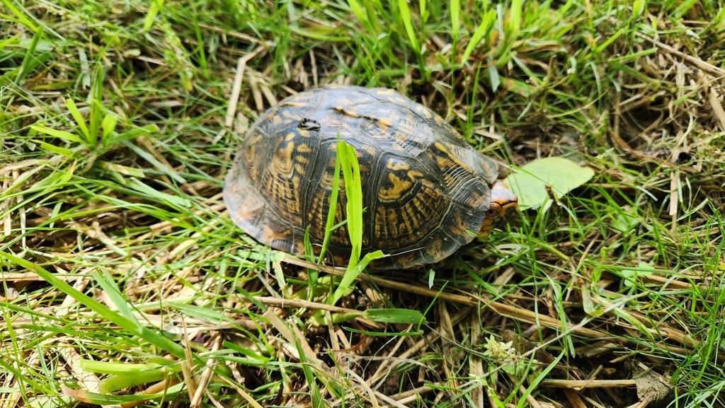 Eastern Box Turtle in May 2024 by Jacob · iNaturalist