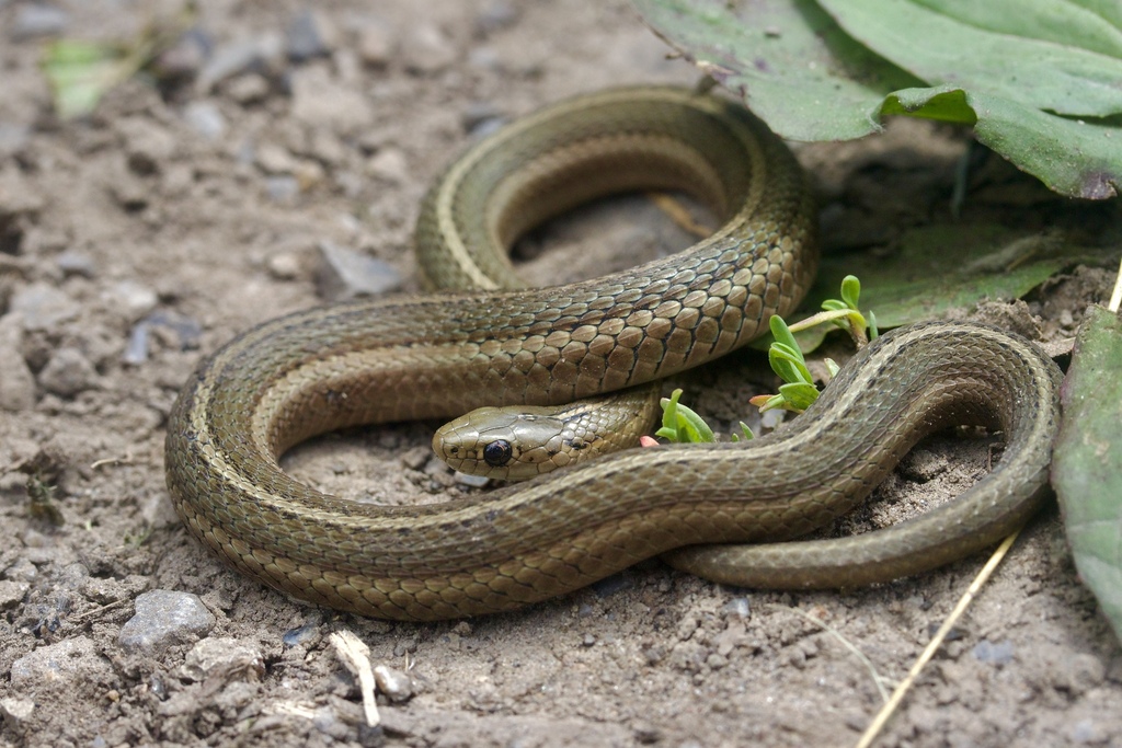 Short-headed Garter Snake in June 2024 by Dimitris Salas. Lifer ...
