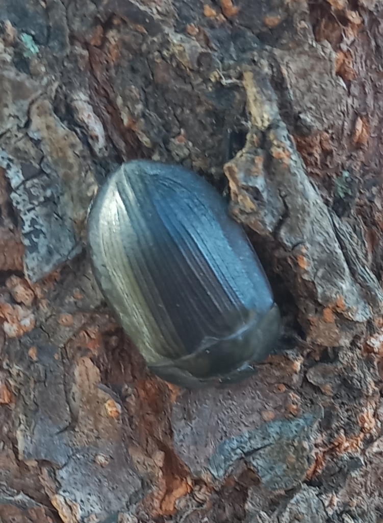 Beetles from Wyreema QLD 4352, Australia on June 2, 2024 at 03:55 PM by ...