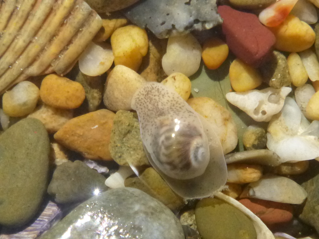 Spotted Sand Shell in June 2024 by Janice Hipperson · iNaturalist