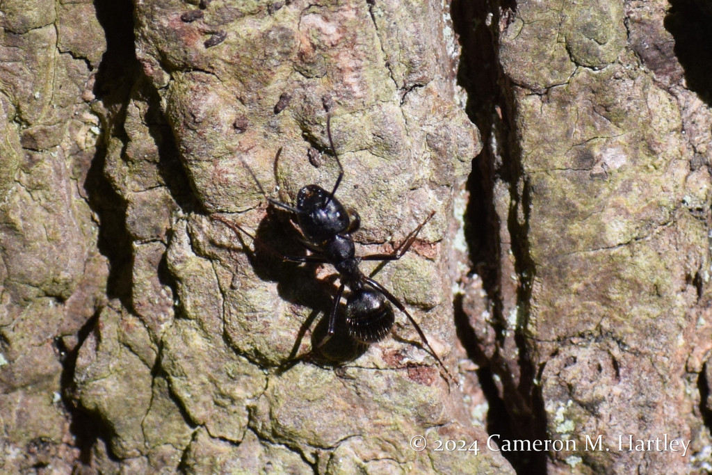 Eastern Black Carpenter Ant from Lums Pond State Park, Bear, DE 19701 ...