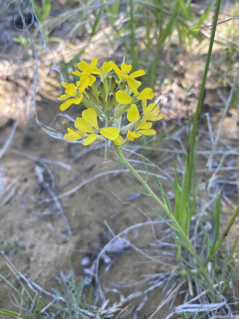 Prairie-rocket Wallflower from 64th St SE, Kintyre, ND, US on June 8 ...