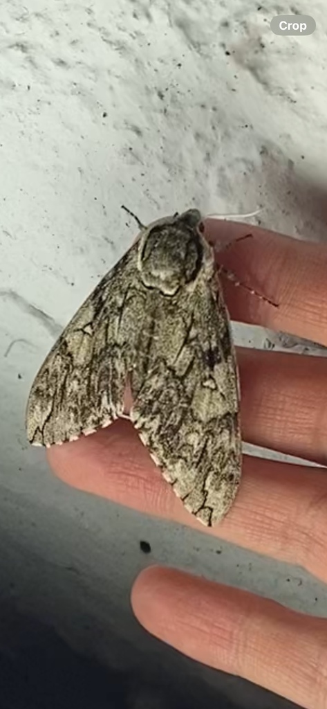 Waved Sphinx from Udall's Park Preserve, New York, NY, US on June 8 ...