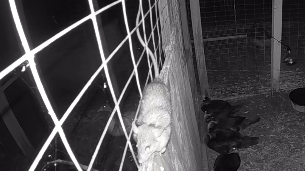 Black Rat from Schifko Rd, Cantonment, FL, US on June 8, 2024 at 10:10 ...