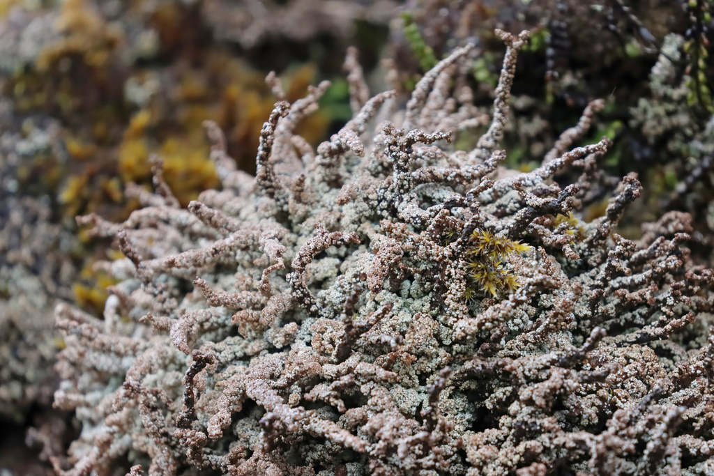 Variegated Foam Lichen from Metropolitan District of Quito, Ecuador on ...