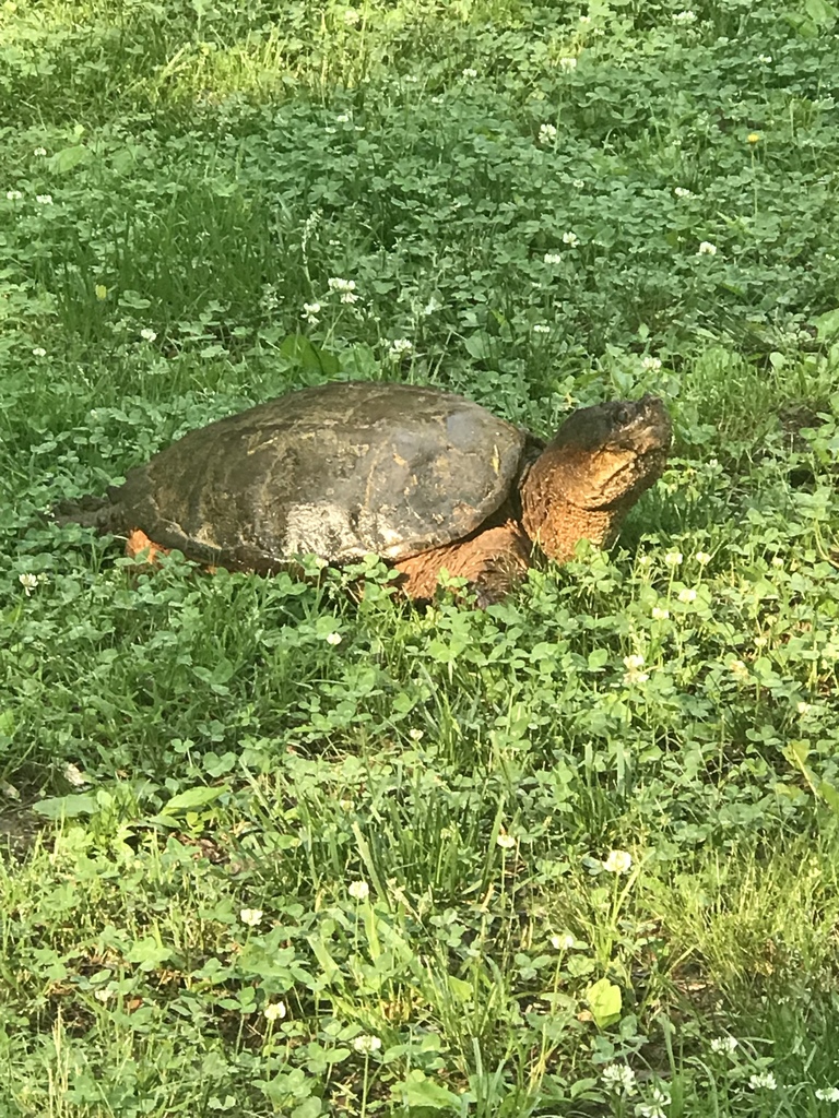 Common Snapping Turtle from 109 Maness Ln, Boaz, AL, US on May 18, 2019 ...