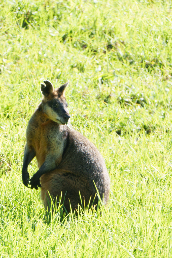 Swamp Wallaby from Dalrymple Heights QLD 4757, Australia on June 4 ...