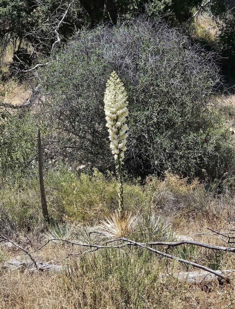 chaparral yucca from Santa Barbara County, CA, USA on June 8, 2024 at ...