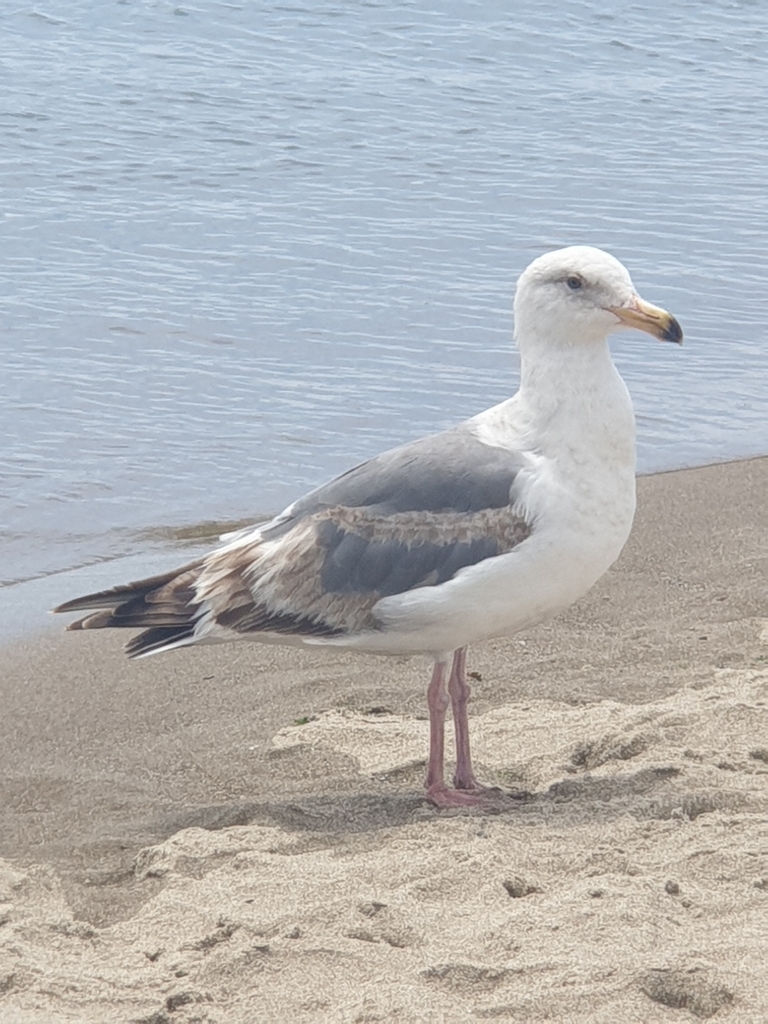 Large White-headed Gulls in June 2024 by ArachindObserver · iNaturalist
