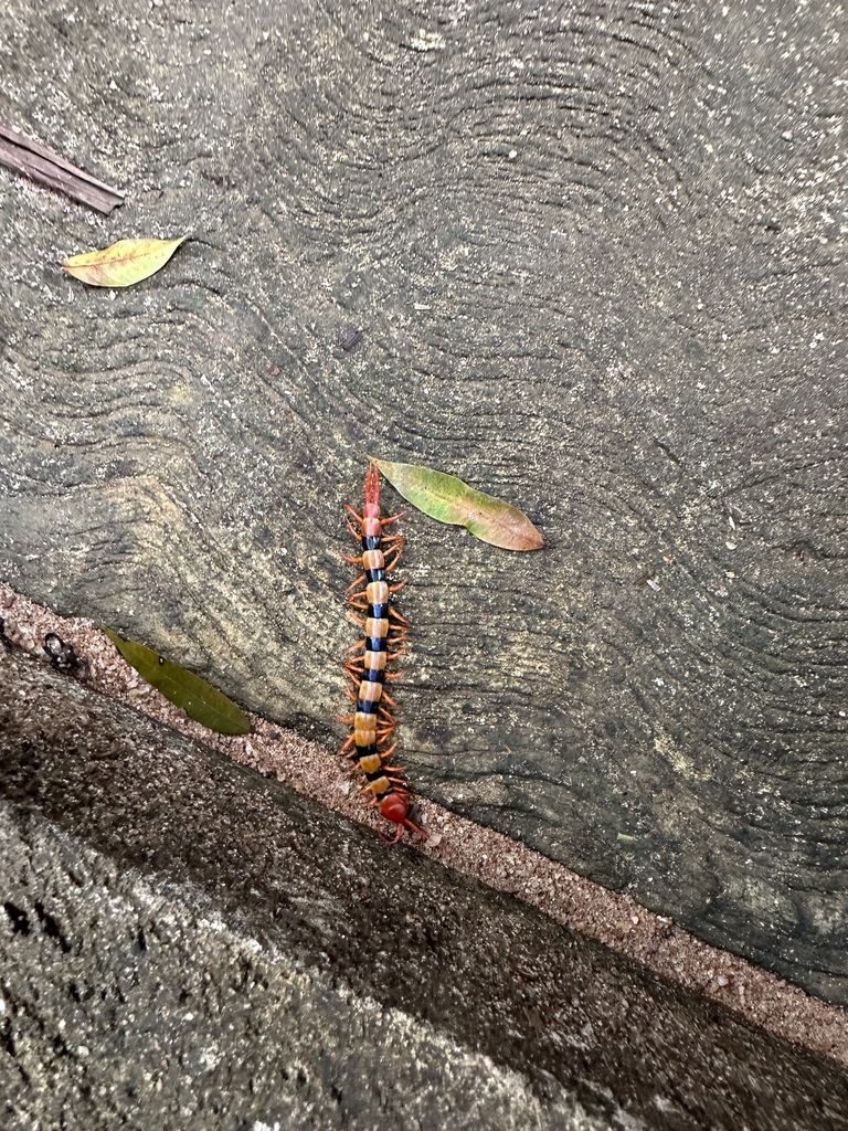 Indian Tiger Centipede from Cejlon, North Western Province, LK on ...
