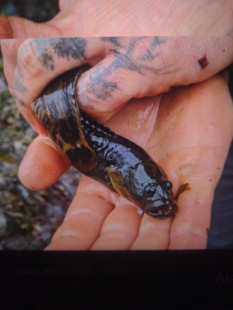 Rock Eel from Greater Vancouver A, BC, Canada on June 8, 2024 at 09:01 ...