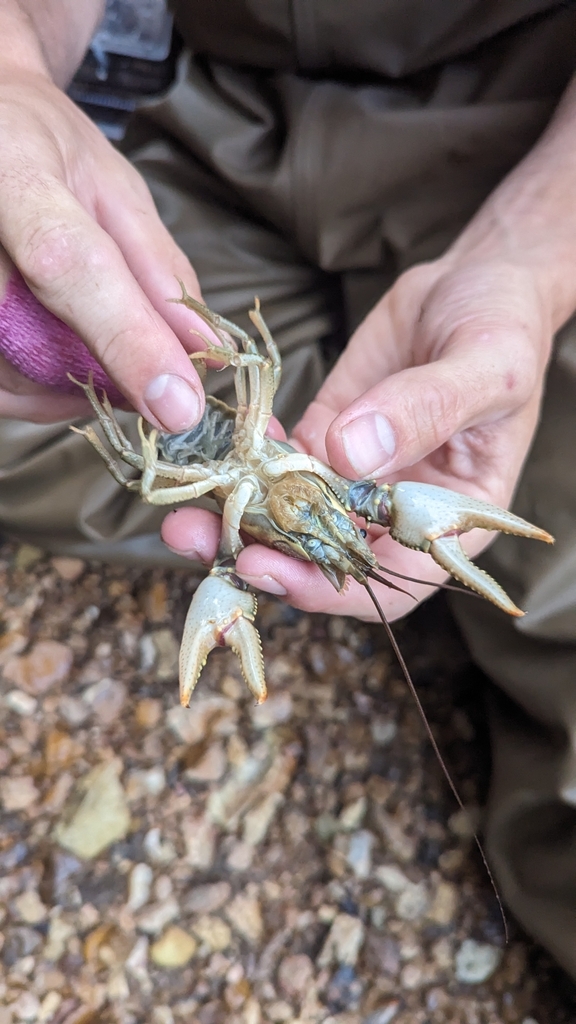 Virile Crayfish from Dallas Township, MO, USA on June 8, 2024 at 08:01 ...
