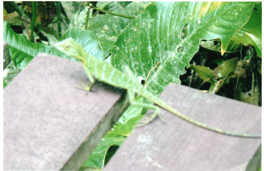 Green Crested Lizard from Gunung Mulu National Park, Sarawak, Malaysia ...