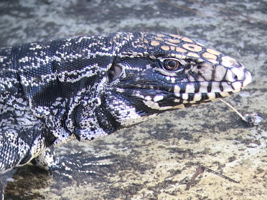 Argentine Black-and-white Tegu from Miami-Dade County, FL, USA on June ...