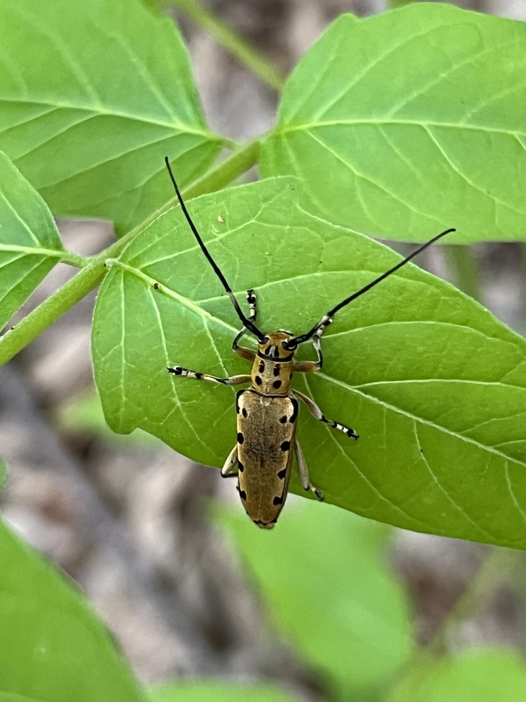 Saperda ocelota from 東1丁目, つくば市, 茨城県, JP on June 9, 2024 at 09:25 AM by ...