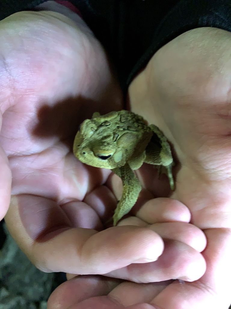 American Toad from 100–190 Water Works Rd, Gettysburg, PA, US on May 18 ...