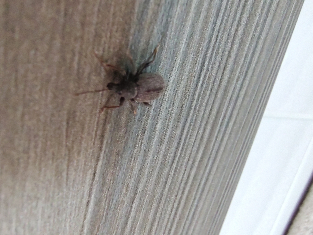 Rough strawberry root weevil from 271 01 Nové Strašecí, Česko on June 9 ...