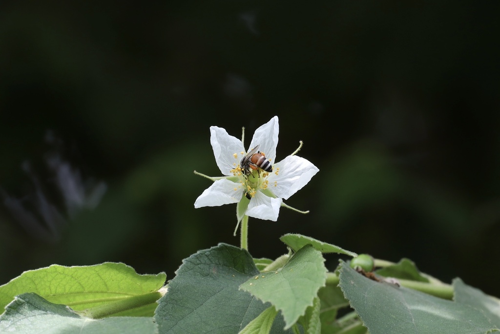 Red Dwarf Honey Bee from พล. 2043, Mueang Phitsanulok, Phitsanulok, TH ...