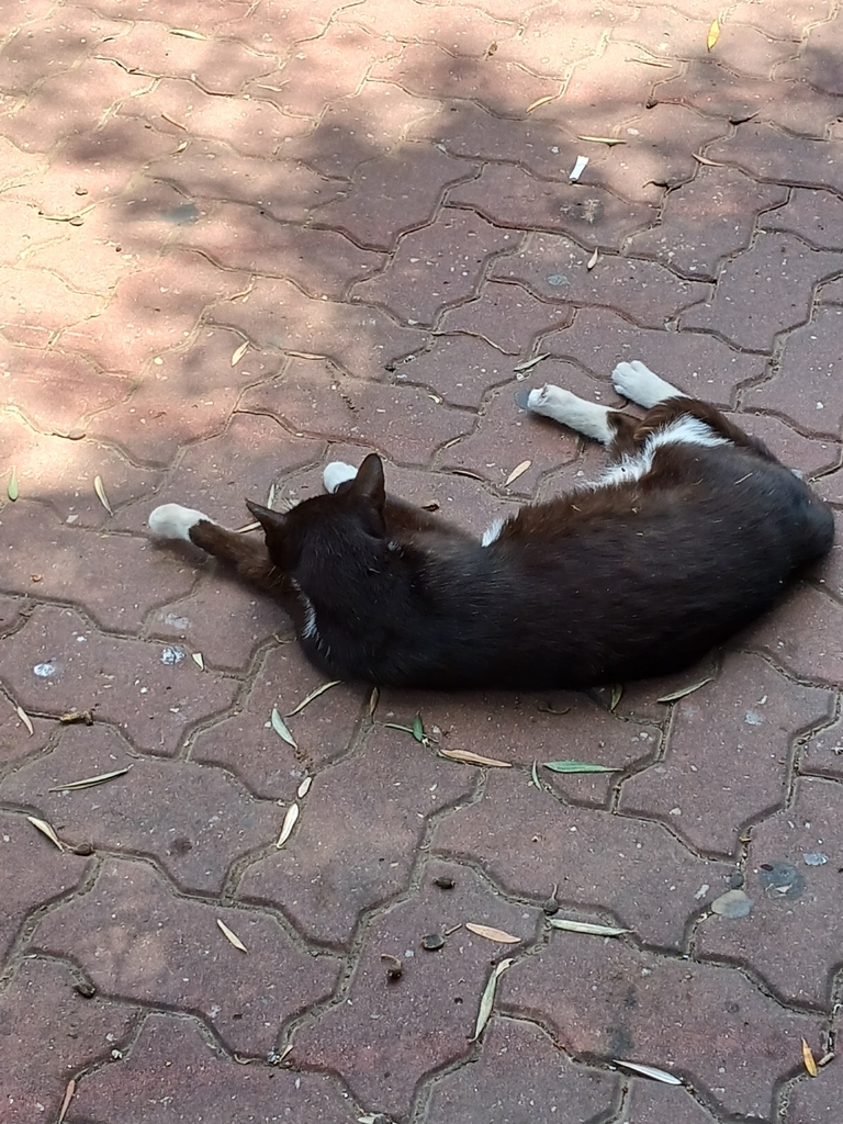 Domestic Cat from Namir Road/Yehuda HaMaccabi, Tel Aviv-Yafo, Israel on ...