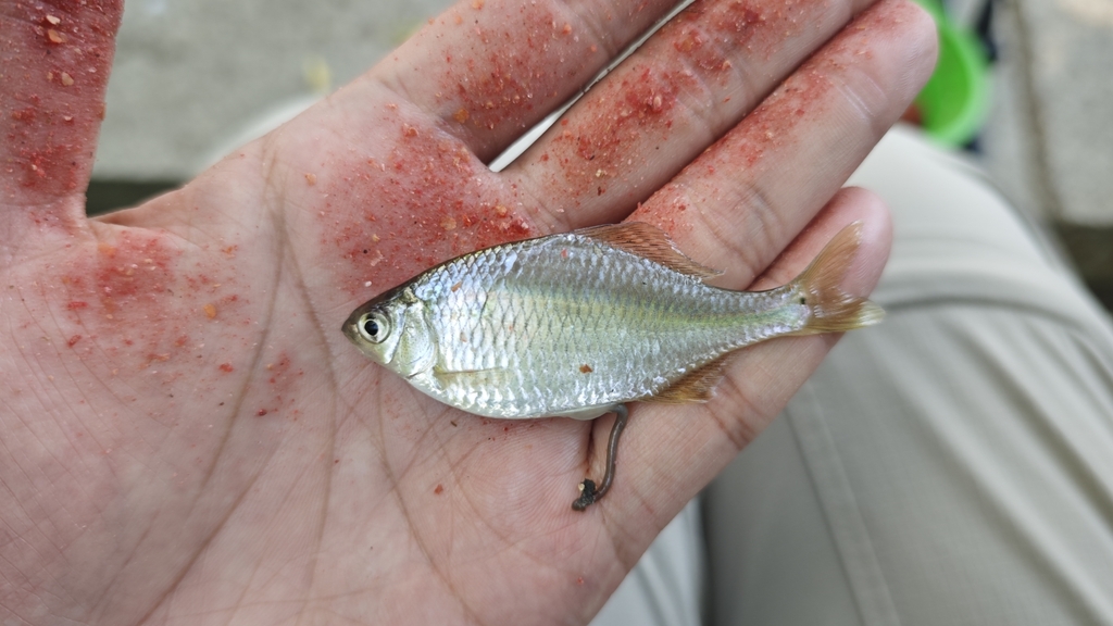 Acheilognathus from 辽宁省沈阳市皇姑区北陵 on June 9, 2024 at 03:10 PM by ...