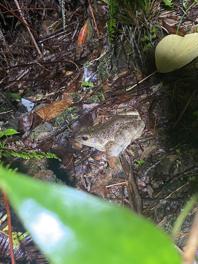 Otton frog in June 2024 by Eric Kwan · iNaturalist