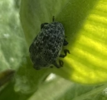Milkweed Stem Weevil from Long Island, Mastic, NY, US on June 1, 2024 ...