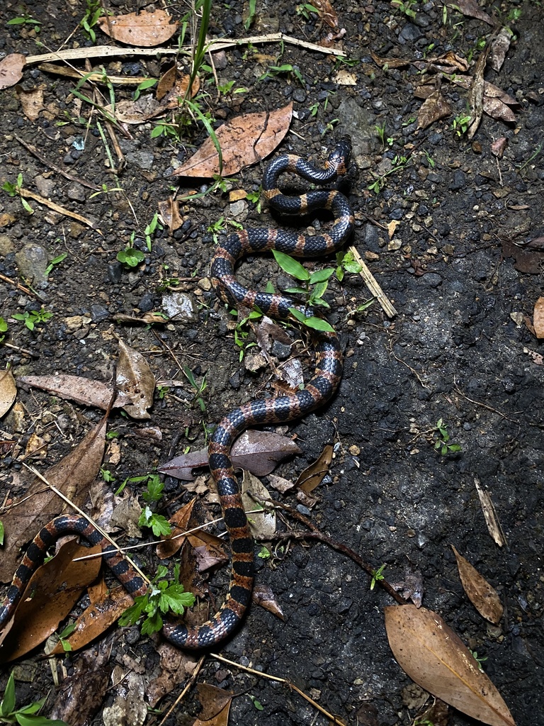 Loo-Choo Big-tooth Snake from 名瀨大字朝仁, 奄美市, 鹿兒島縣, JP on June 7, 2024 at ...