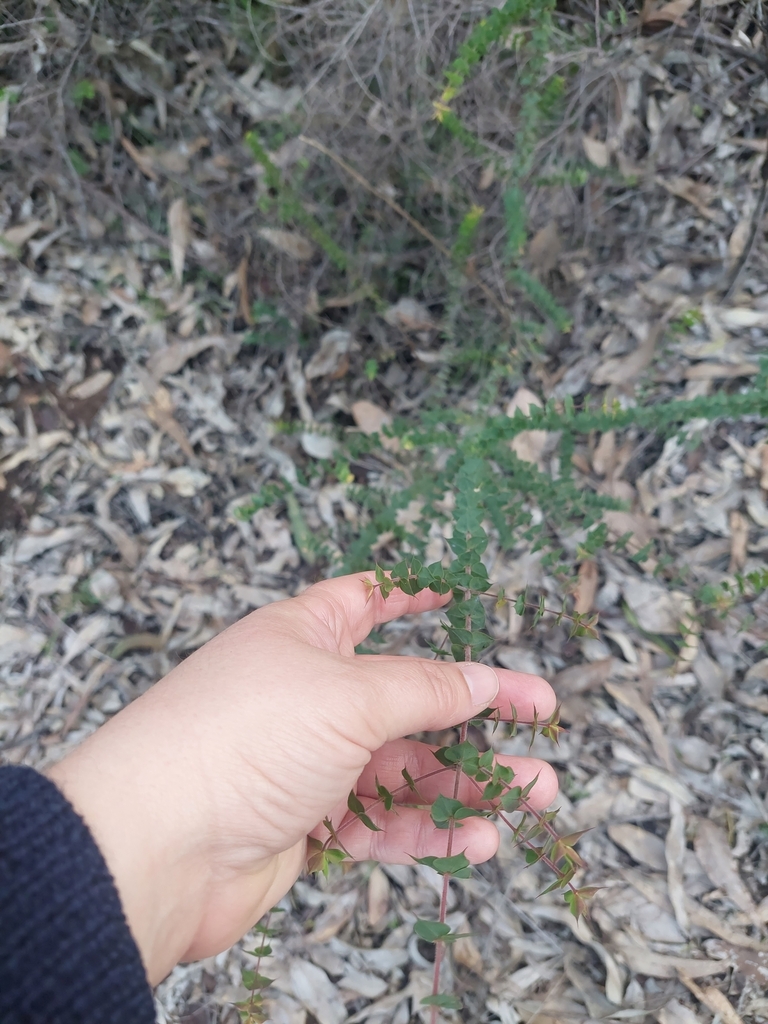 spiny bush-pea from Oakhampton Heights NSW 2320, Australia on June 9 ...