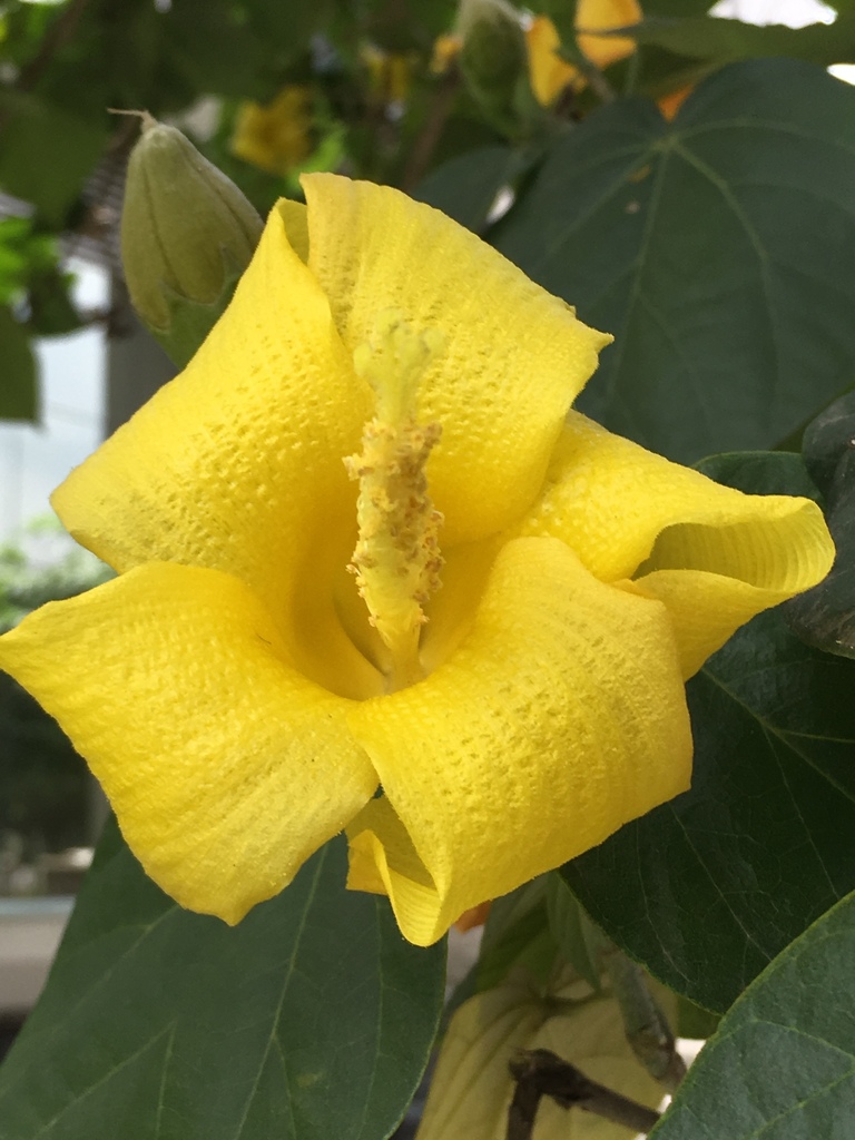 blue mahoe from El Poblado, Medellin, Antioquia, CO on May 18, 2019 at ...