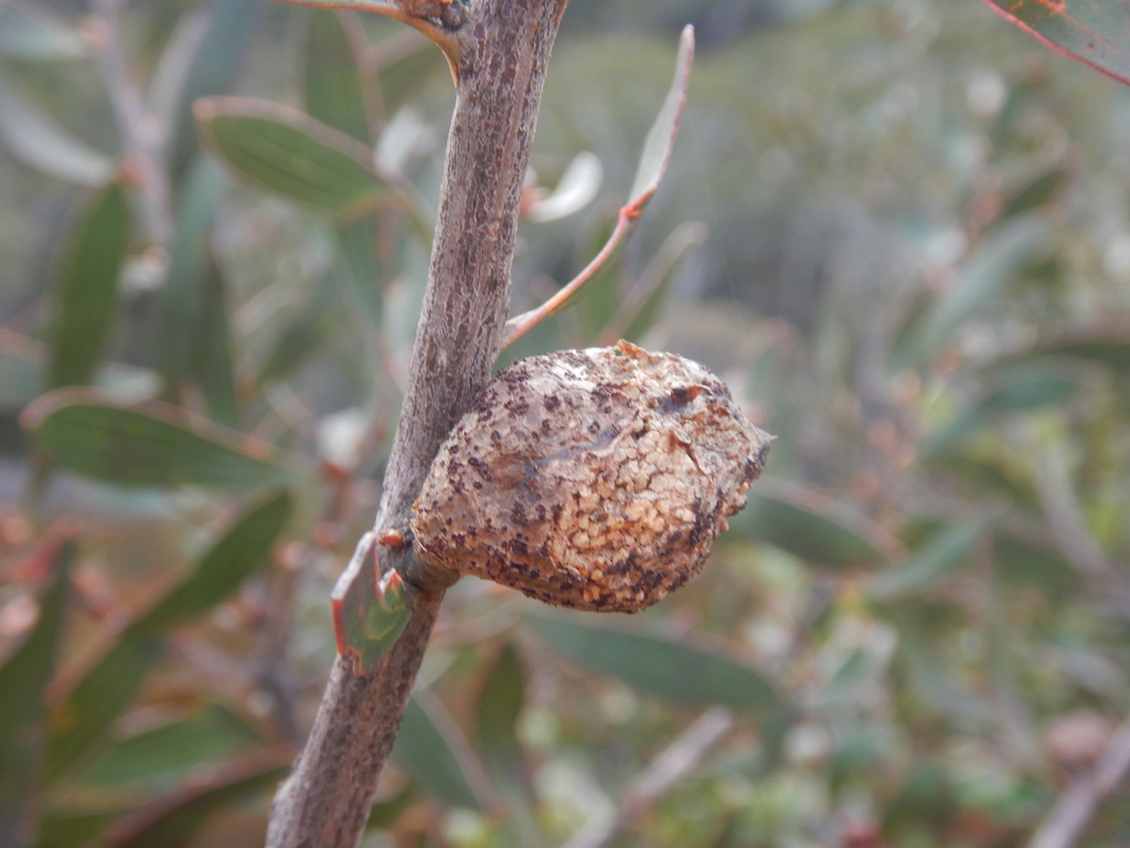 Pincushion trees from Wadbilliga National Park, Wadbilliga, NSW, AU on ...