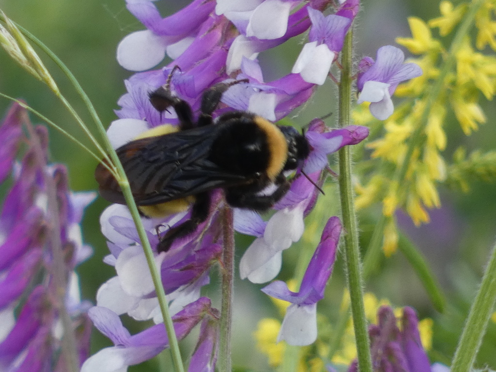 American Bumble Bee from Lincoln, NE, US on June 4, 2024 at 07:35 PM by ...