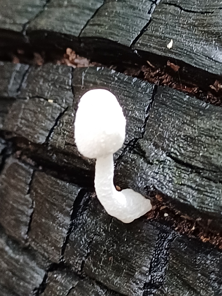 Fungi Including Lichens from Middle Point NT 0822, Australia on January ...