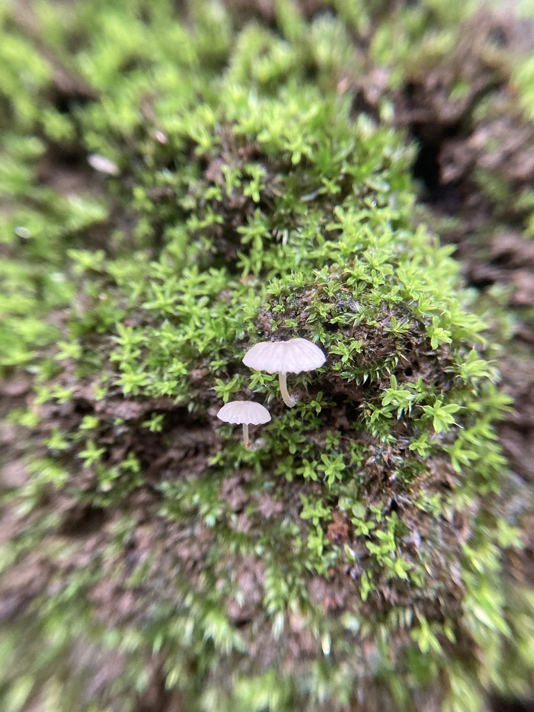 Fungi Including Lichens from La Florida, Talca, Región del Maule, CL on ...