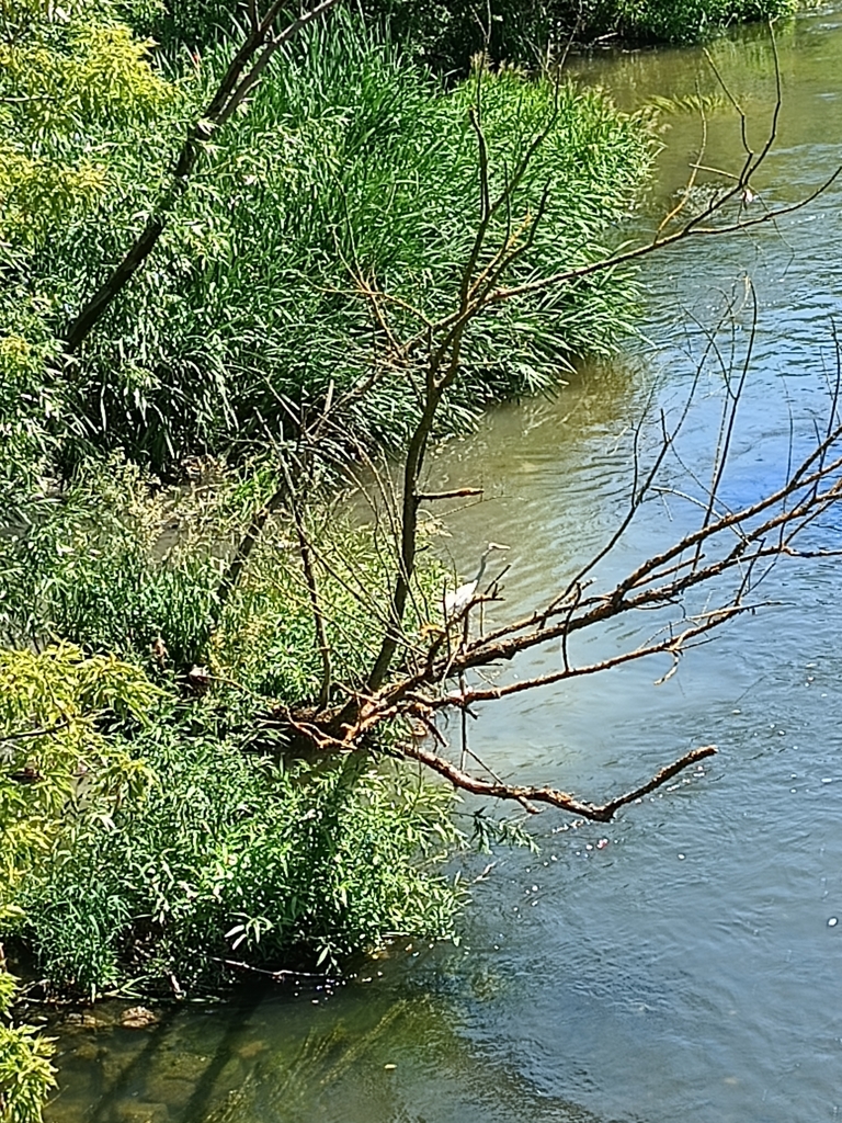 Grey Heron from Колея, Чортків, Тернопільська область, Україна on June ...