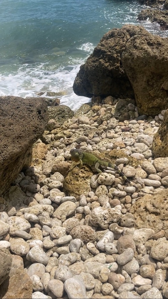 Green Iguana from 北太平洋, 鼓山區, KHH, TW on June 9, 2024 at 01:23 PM by ...