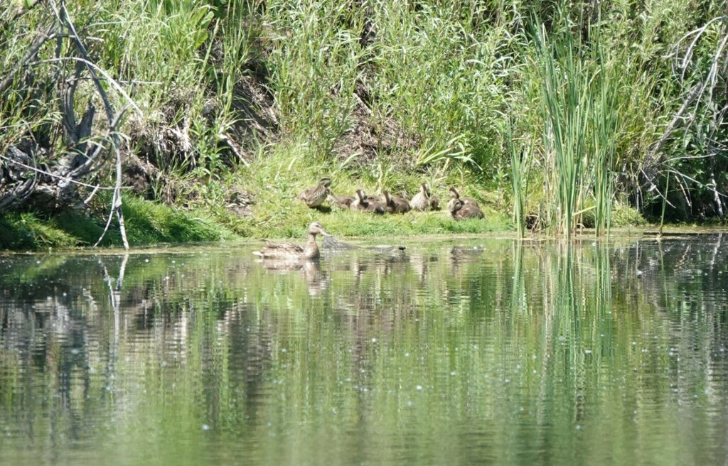 Mallard from Denver Audubon Nature Center on June 8, 2024 at 10:20 AM ...