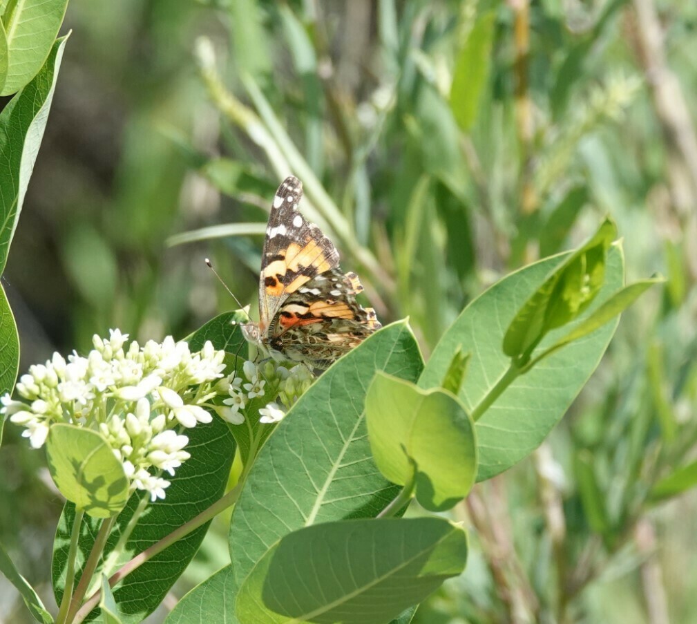 Painted Lady from Denver Audubon Nature Center on June 8, 2024 at 10:25 ...