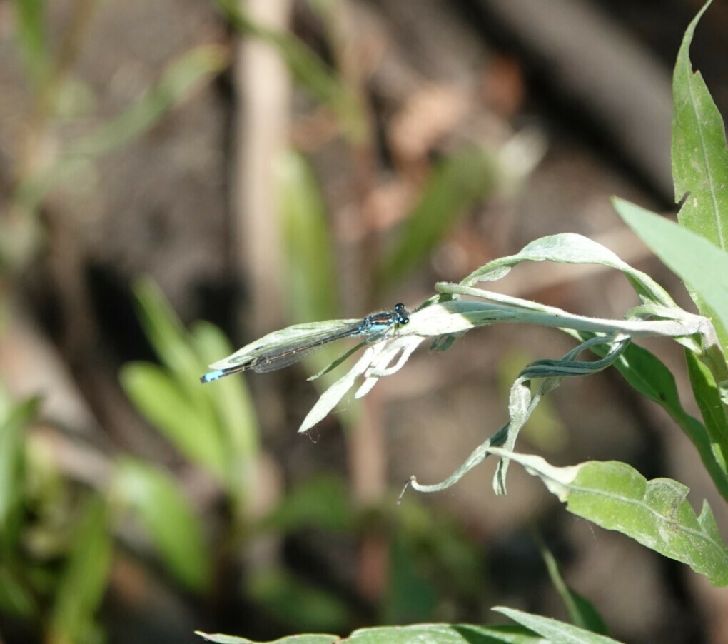 Western Forktail from Denver Audubon Nature Center on June 8, 2024 at ...