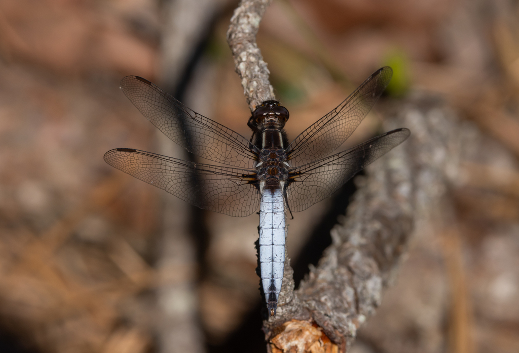 White Corporal in June 2024 by Jay McGowan · iNaturalist
