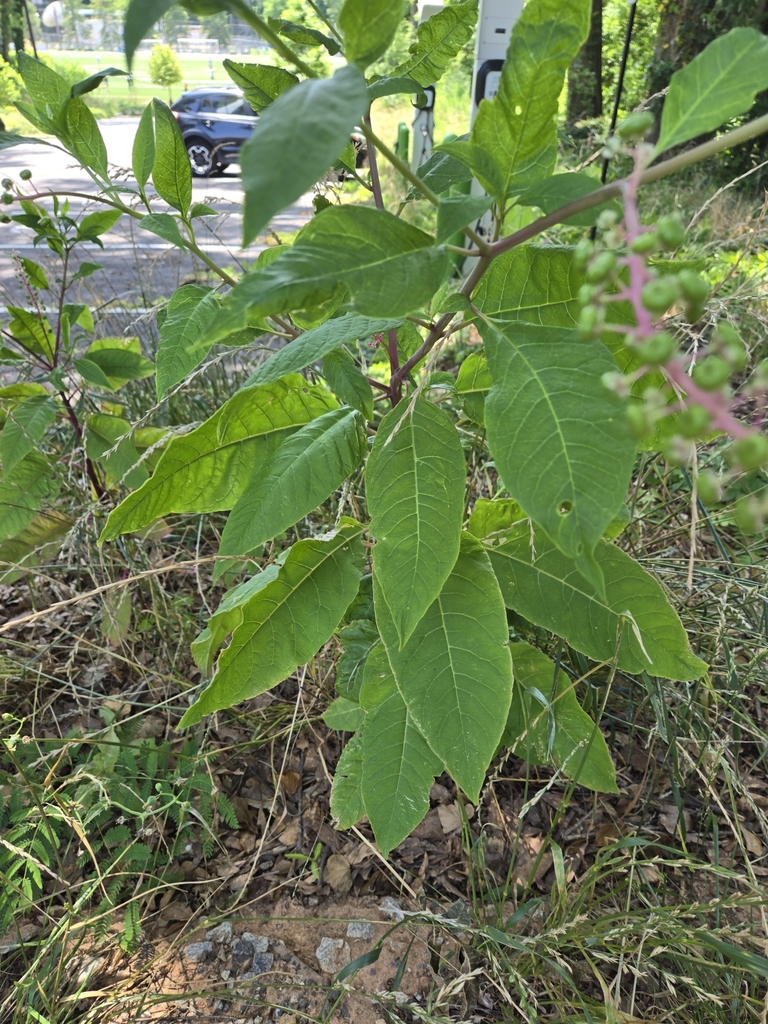 American pokeweed from Kirkwood, Atlanta, GA, USA on June 9, 2024 at 02 ...