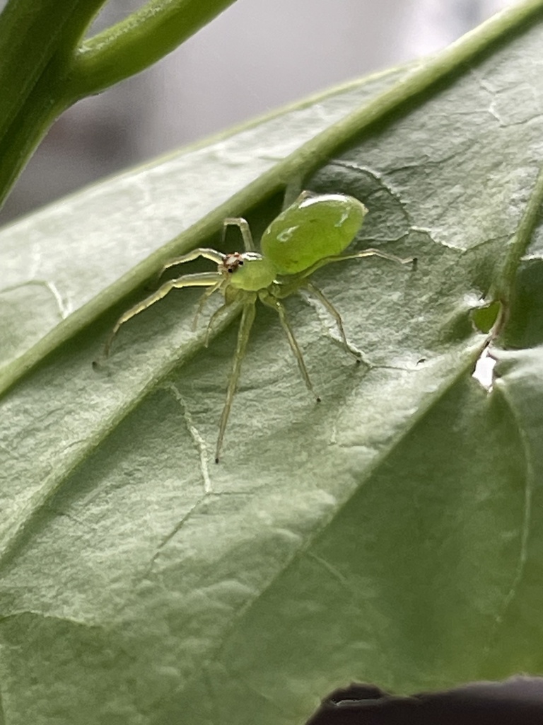 Magnolia Green Jumping Spider from Browning Ct, Takoma Park, MD, US on ...