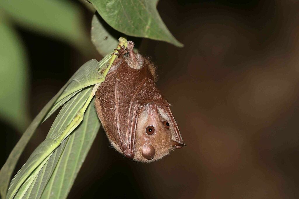 Southern Blossom Bat from Arfak Mountains Regency, West Papua ...