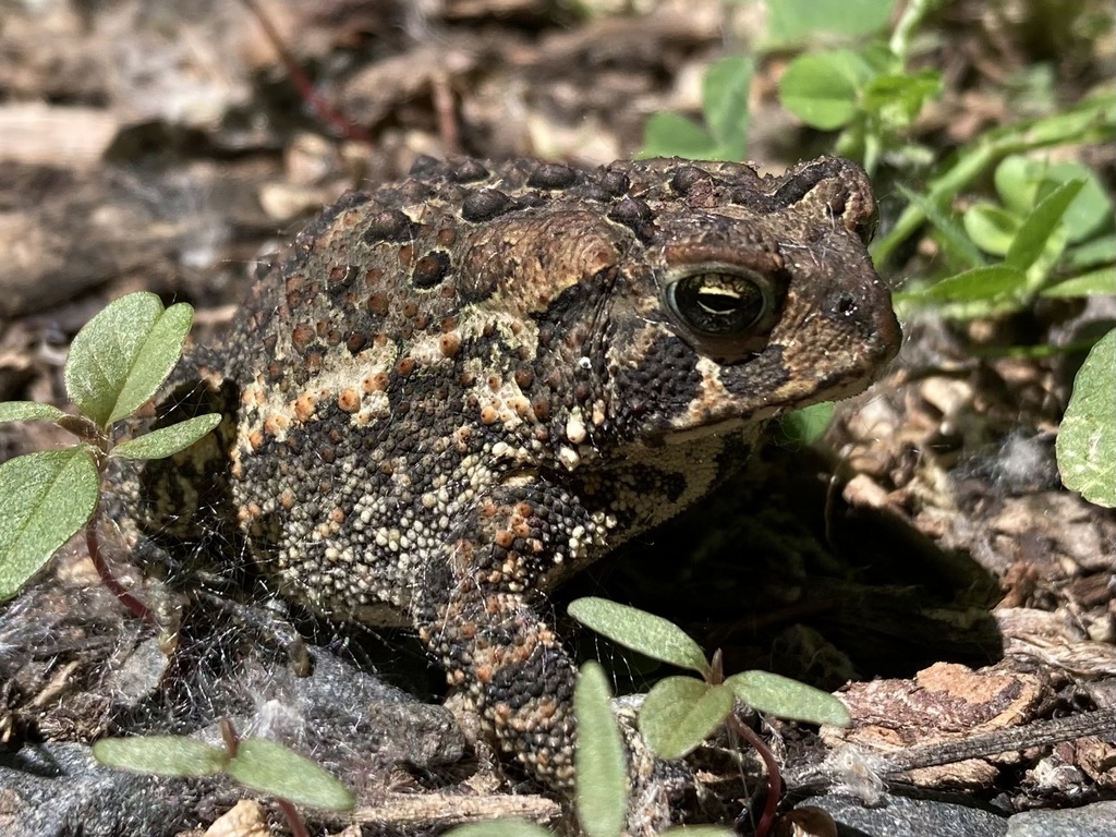 American Toad from 26th Ave S, Minneapolis, MN, US on June 9, 2024 at ...