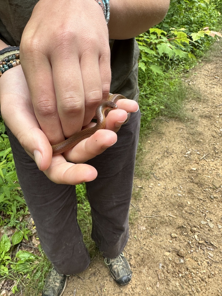 Eastern Worm Snake from Norton Creek Rd, Gatlinburg, TN, US on June 9 ...